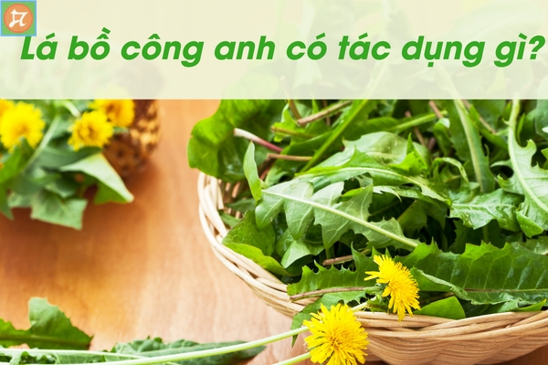 Lá Bồ Công Anh Có Tác Dụng Gì Với Sức Khỏe? - Hương Thanh Noni